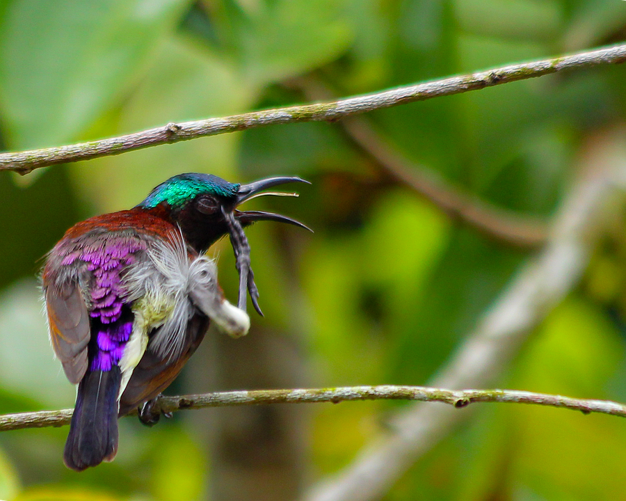 Sunbird Bird Wildlife - Free photo on Pixabay
