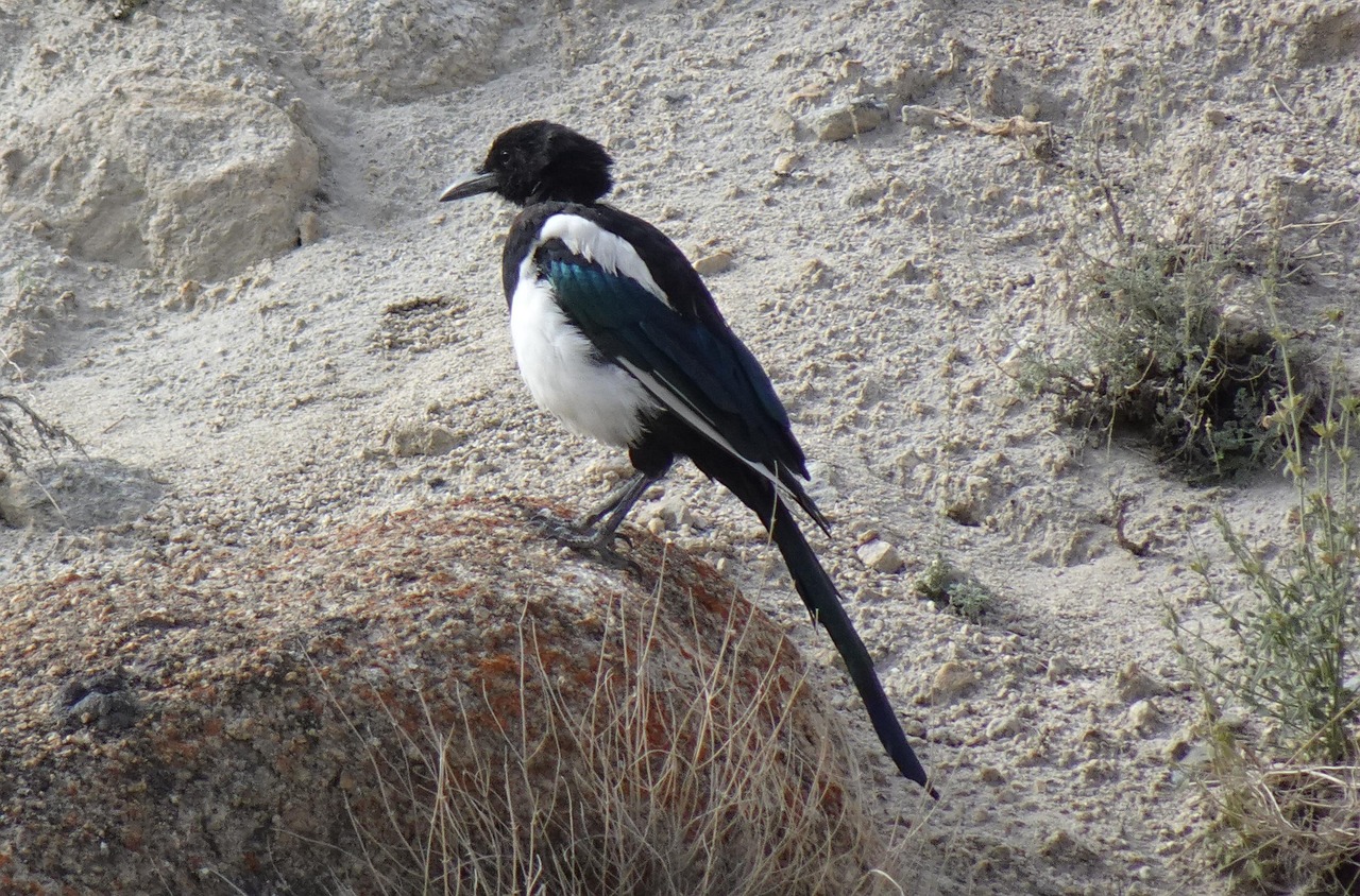 Eurasische Elster Vogel Baktrische - Kostenloses Foto auf Pixabay - Pixabay