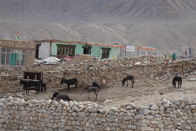 Corral Donkey Pen - Free photo on Pixabay