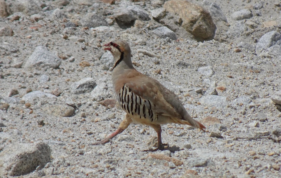 Chukar Patê Chakor Alectoris - Foto gratuita no Pixabay - Pixabay
