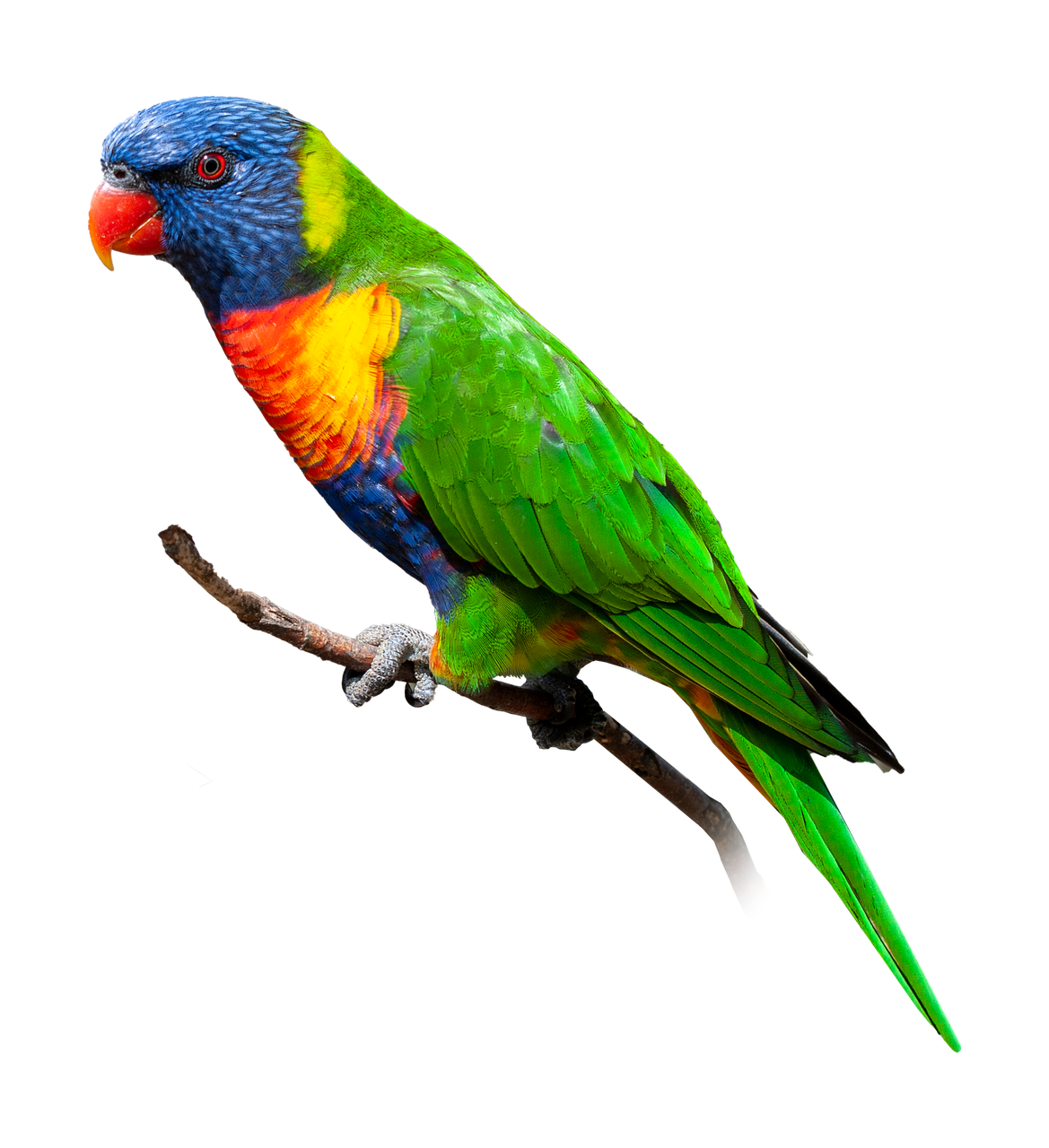 Download Lorikeet Portrait, Australian Parrot, Rainbow Lorikeet ...