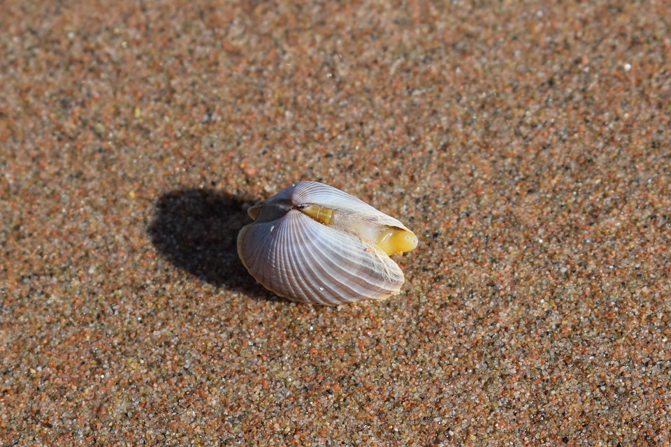 沙 壳 蛤 - Pixabay上的免费照片 - Pixabay