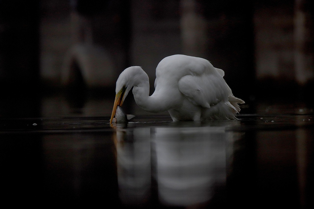 30,000+ Free Great White Egret & Nature Images - Pixabay