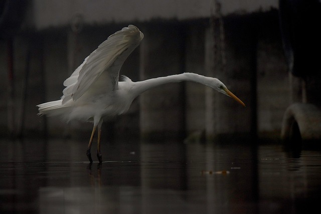 Great Egret Bird Large - Free photo on Pixabay