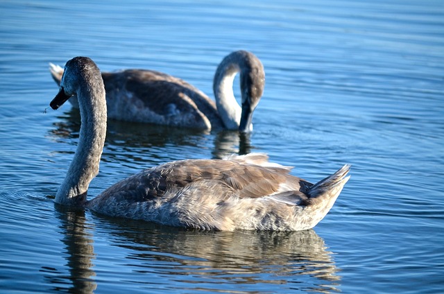 60,000+ Free Szare Łabędzie & Swans Images - Pixabay