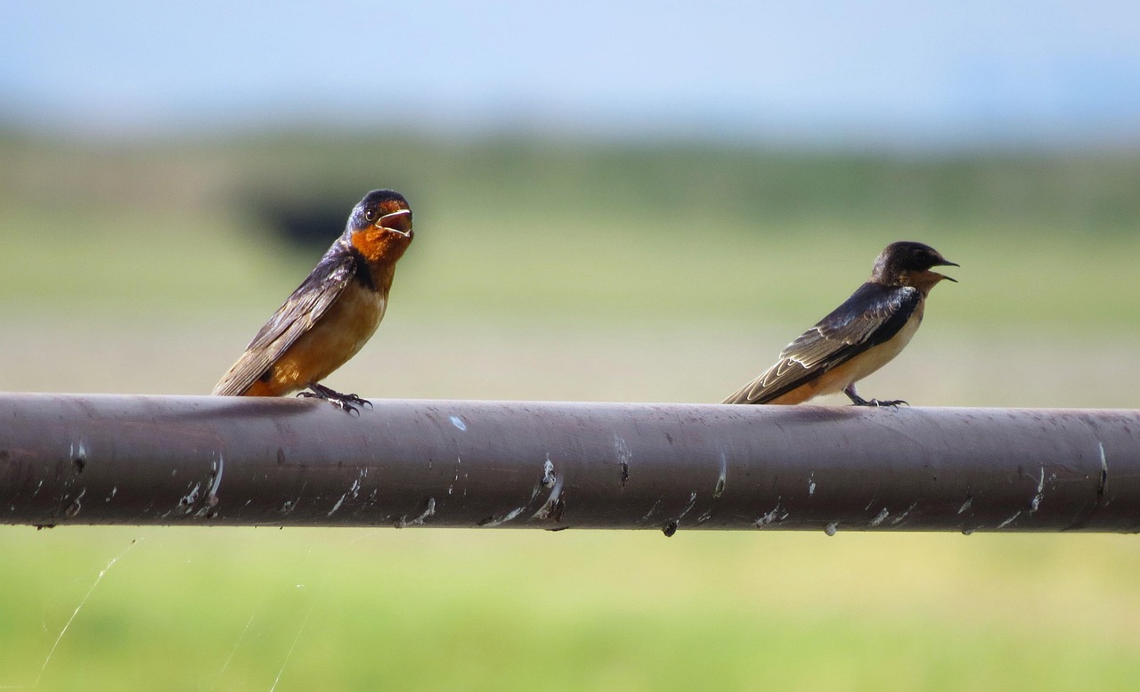 200+ kostenlose Schwalben und Vogel-Bilder - Pixabay