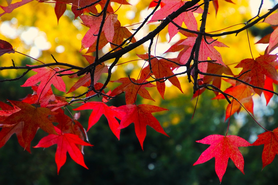 日本枫树 枫叶 秋天 Pixabay上的免费照片 Pixabay