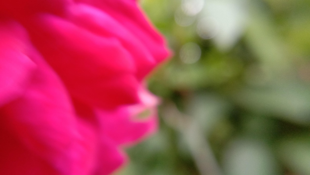 Rose Not Focus Red Roses - Free photo on Pixabay - Pixabay
