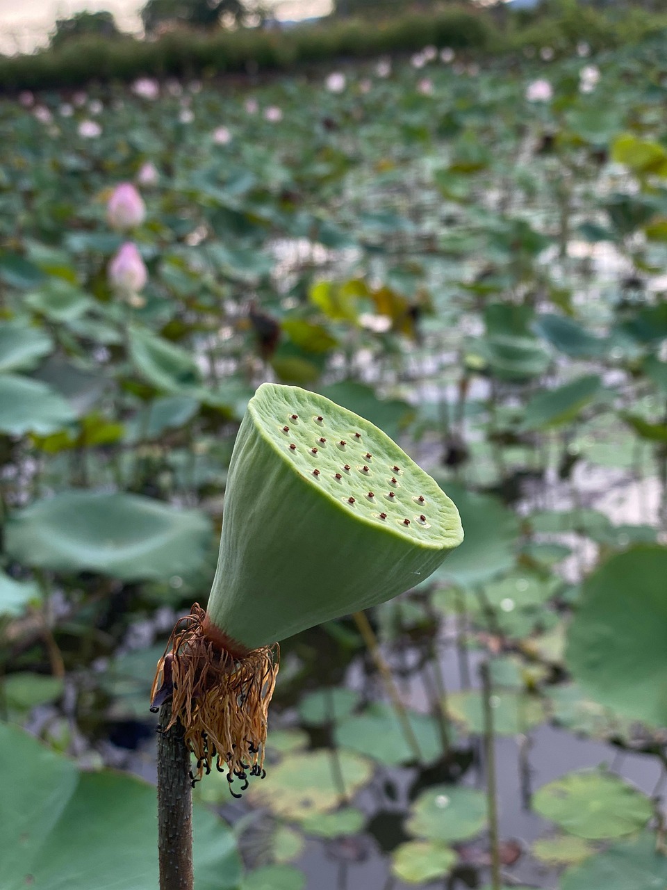 Lotus Nature Pond - Free photo on Pixabay - Pixabay