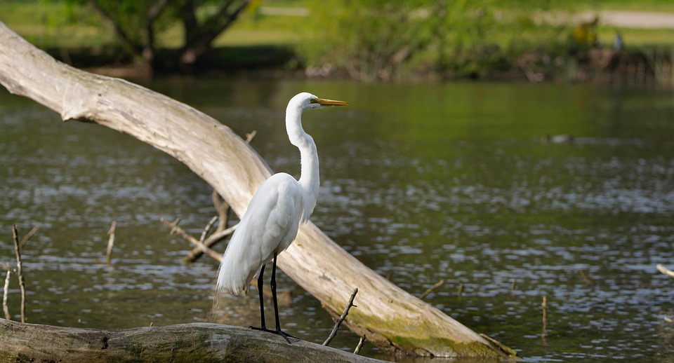 Garza Lago Blanca - Foto gratis en Pixabay