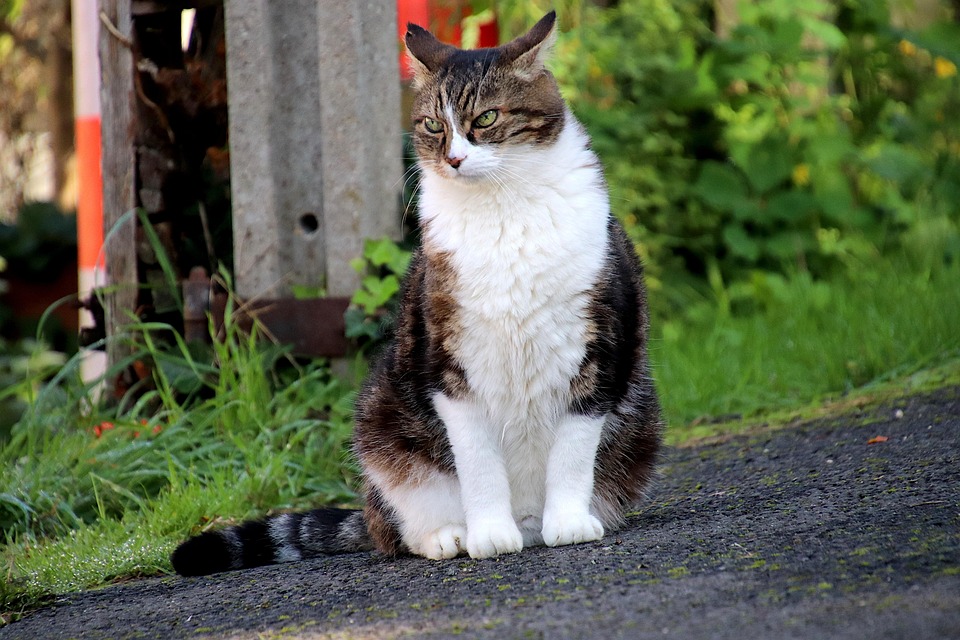 Gato Felino Rua - Foto gratuita no Pixabay