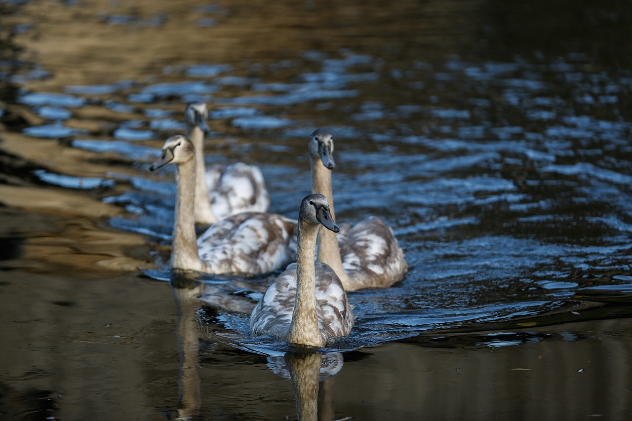 Swans Birds Animals - Free photo on Pixabay