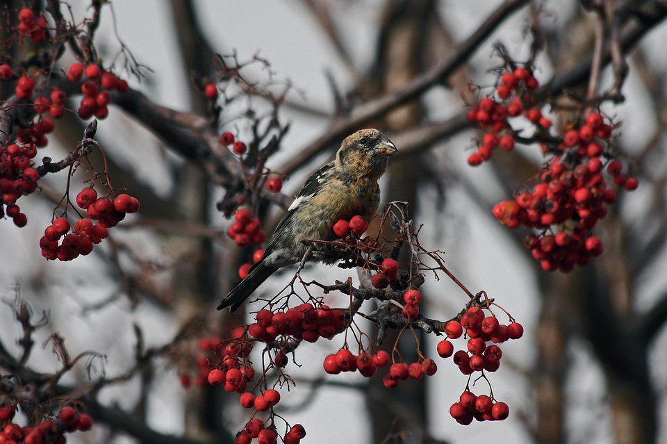 Two-Barred Crossbill Bird Animal - Free photo on Pixabay - Pixabay