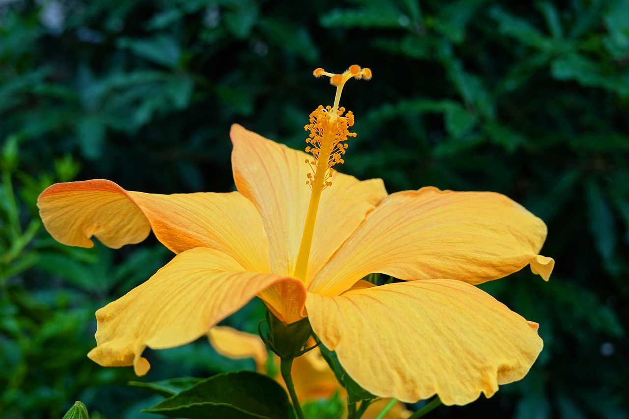 Hibiscus Fleur La Nature - Photo gratuite sur Pixabay - Pixabay