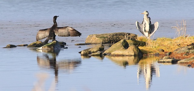 Herons Birds Lake - Free photo on Pixabay