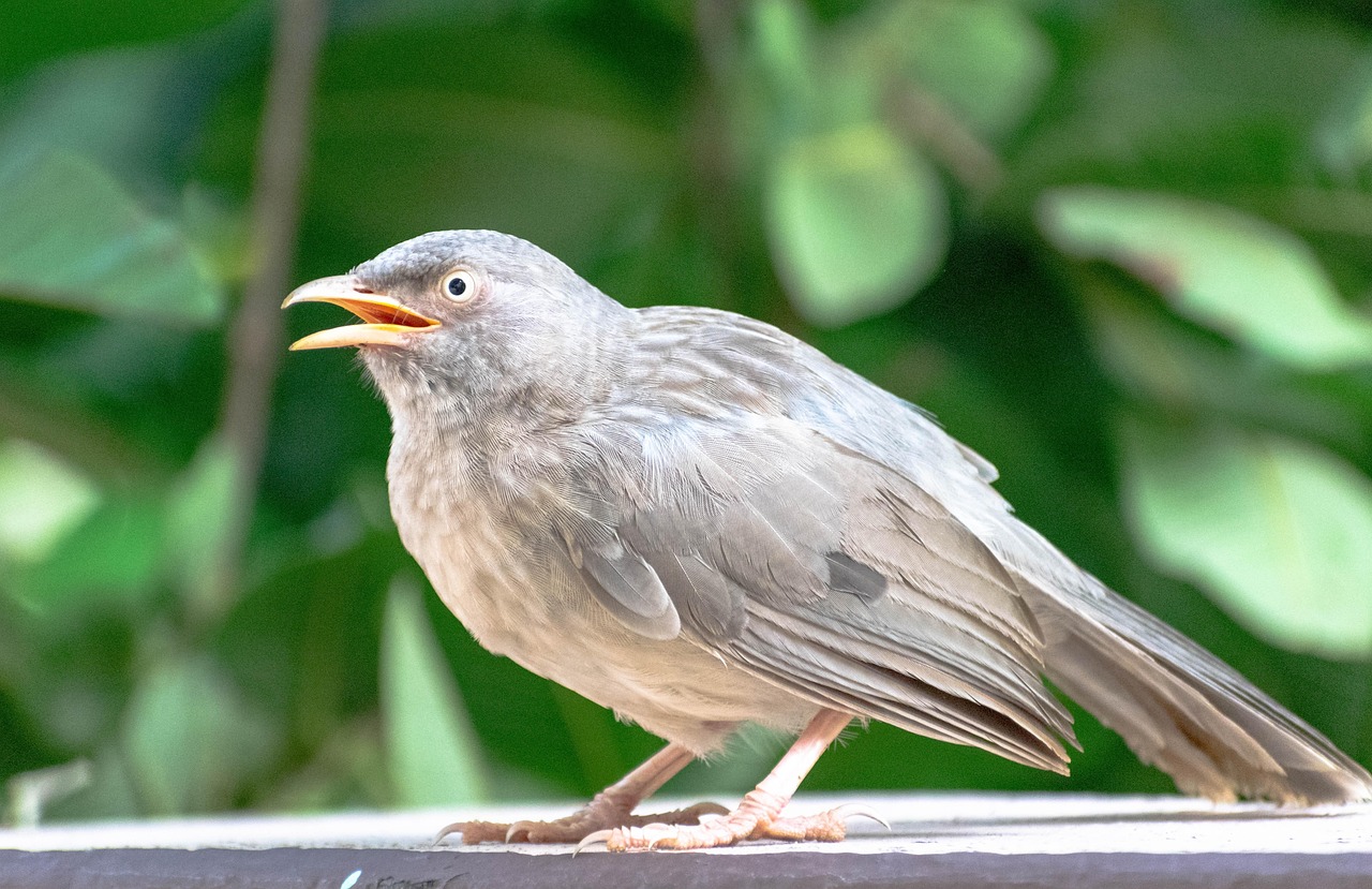 Yellow-Billed Babbler Bird Animal - Free photo on Pixabay