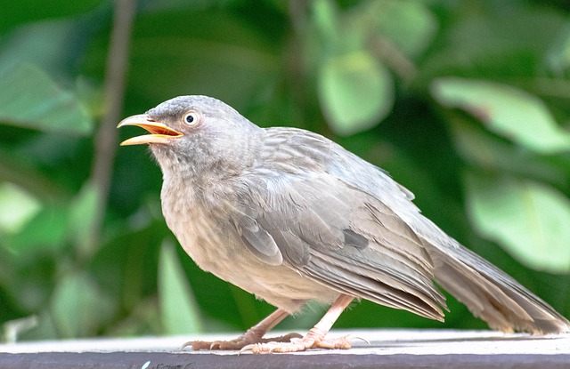Yellow-Billed Babbler Bird Animal - Free photo on Pixabay