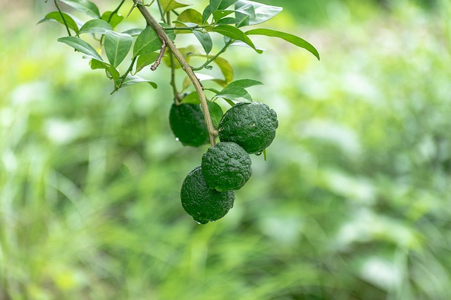 Citrus Fruits Lemons - Free photo on Pixabay - Pixabay