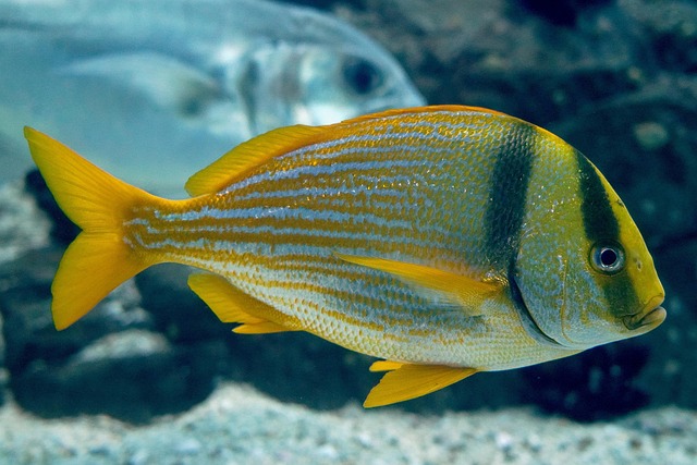 Fish Water Sea - Free photo on Pixabay