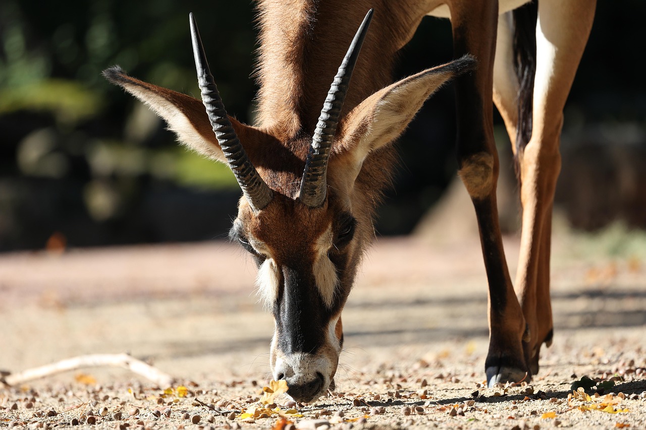 Animal Antelope Zoo - Free photo on Pixabay