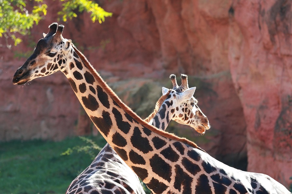 Girafes Animaux Zoo - Photo gratuite sur Pixabay