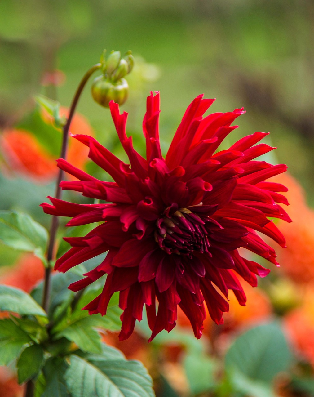 Dahlia Pinnata Fleur Plantes - Photo gratuite sur Pixabay - Pixabay