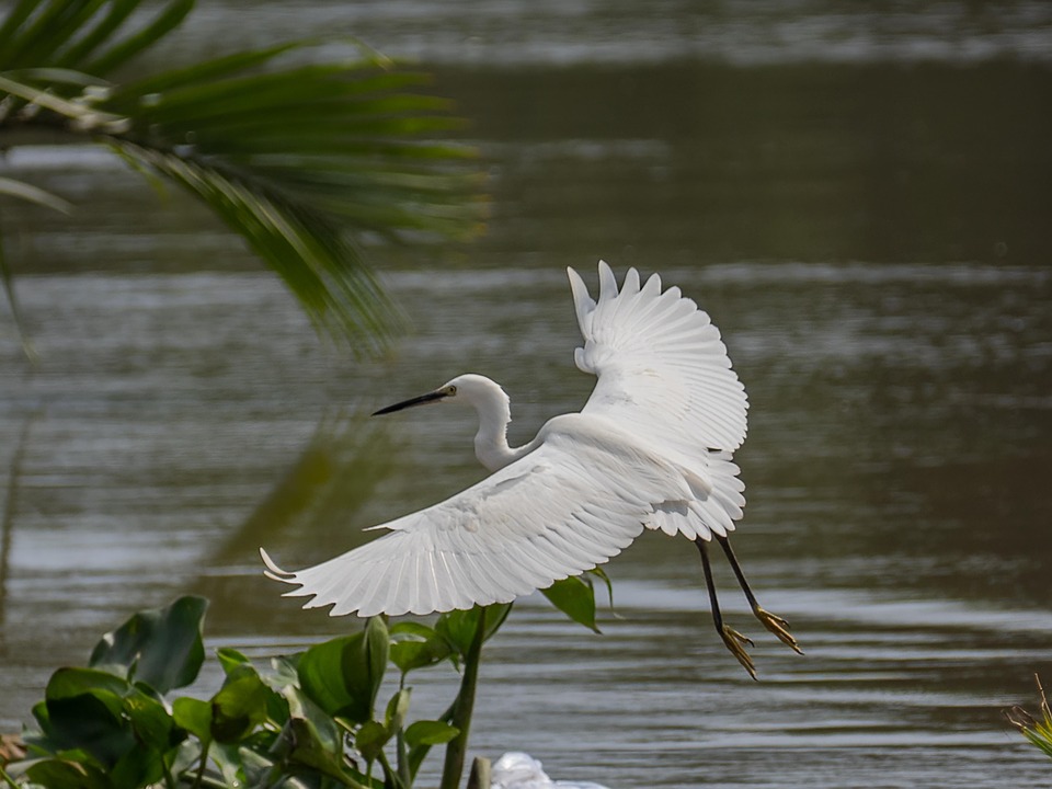 Stork Bird Flight - Free photo on Pixabay