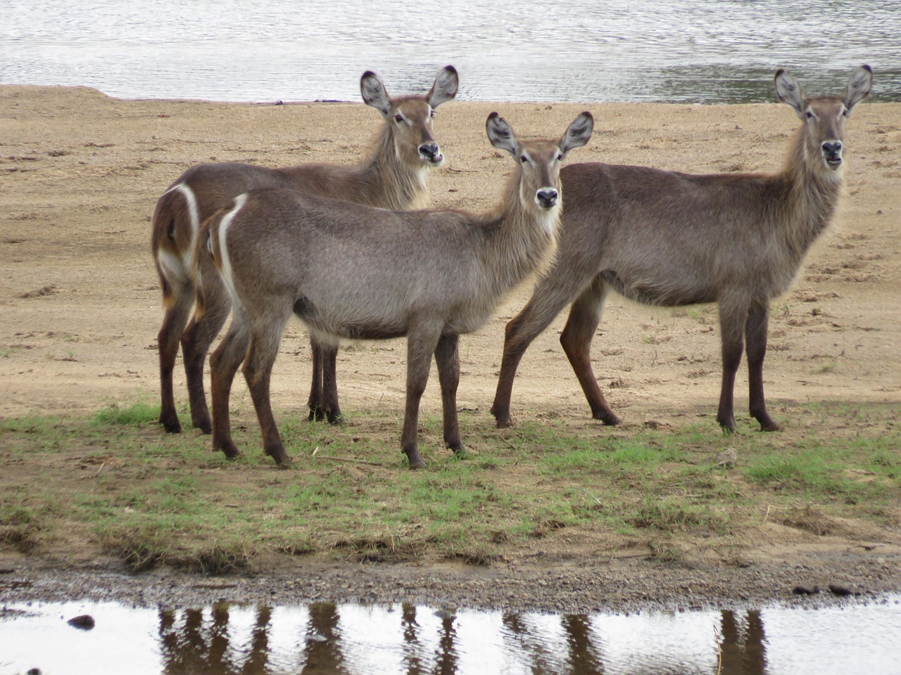 Water Buck Reflection - Free photo on Pixabay - Pixabay
