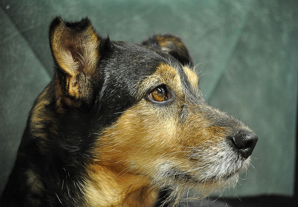 Dog Hybrid Shepherd - Free photo on Pixabay