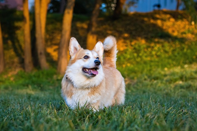 Pembroke Welsh Corgi Dog Grass - Free photo on Pixabay - Pixabay