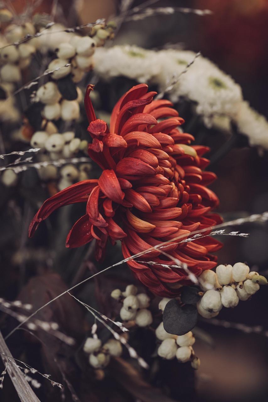 Chrysanthemums Flowers Bouquet - Free photo on Pixabay - Pixabay