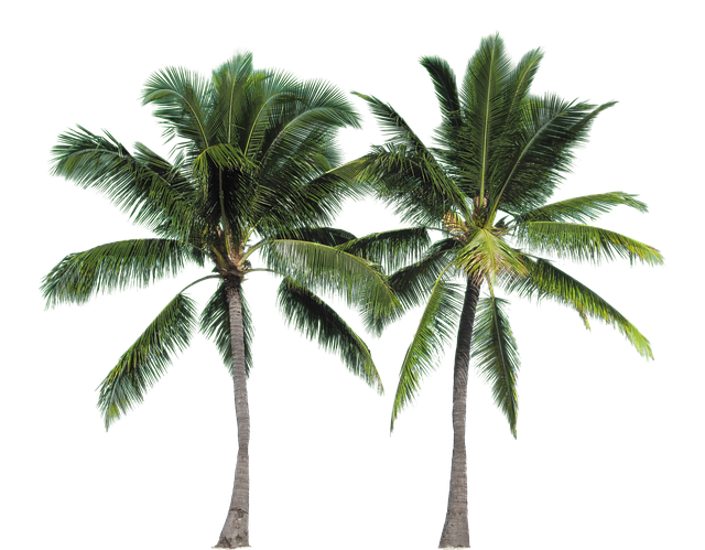 Palmen Bäume Tropisch - Kostenloses Bild auf Pixabay - Pixabay