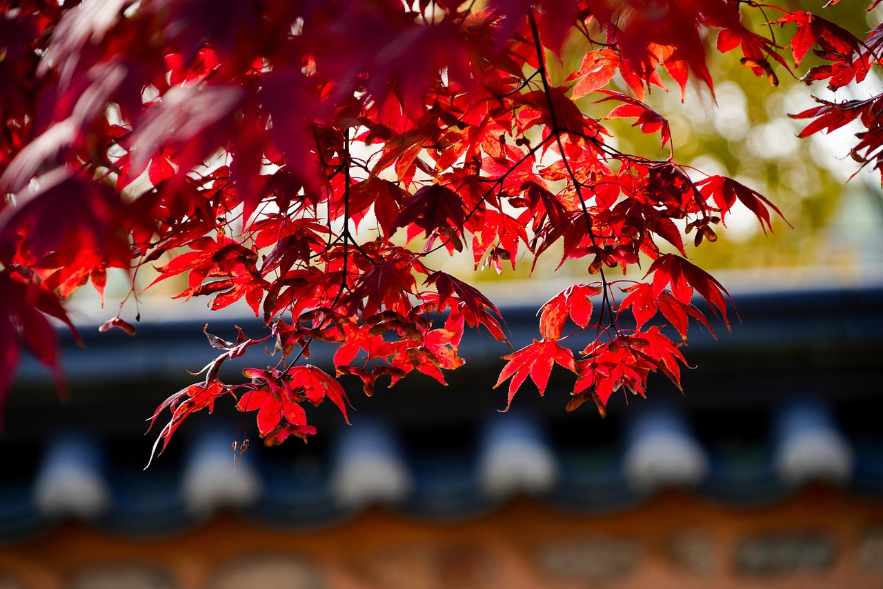 Autumn Leaves Foliage - Free photo on Pixabay