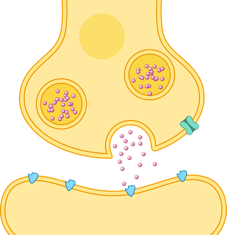 Más de 1 vectores de Neurotransmisor y Neuronas gratis - Pixabay