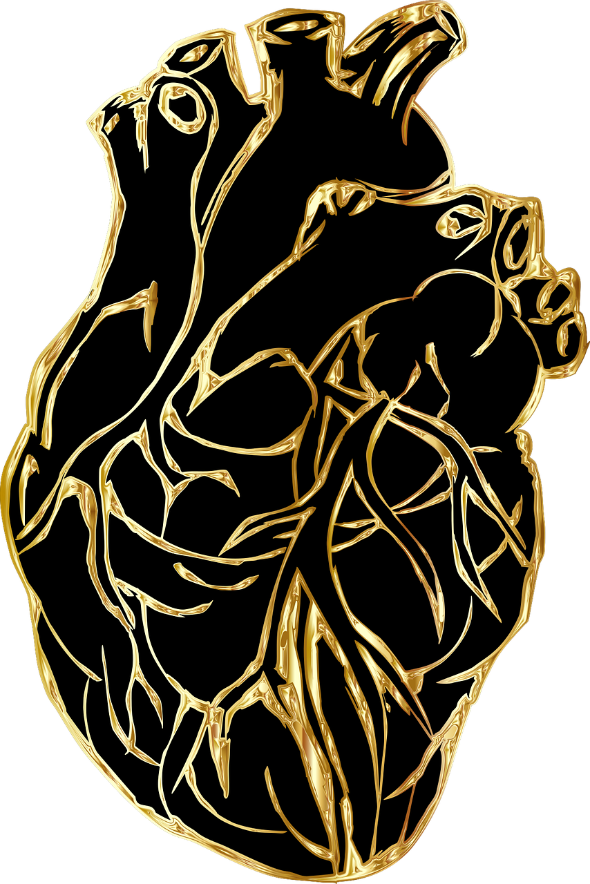 10,000+ Free Anatomy Heart & Heart Images - Pixabay