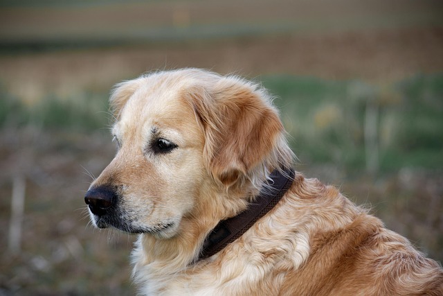 Perro Mamífero Perdiguero De - Foto gratis en Pixabay - Pixabay