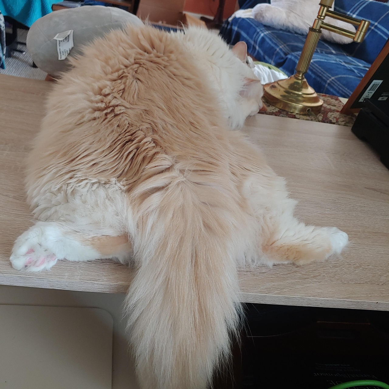 Sevimli Popo Kedi Poposu - Pixabay'de ücretsiz fotoğraf - Pixabay