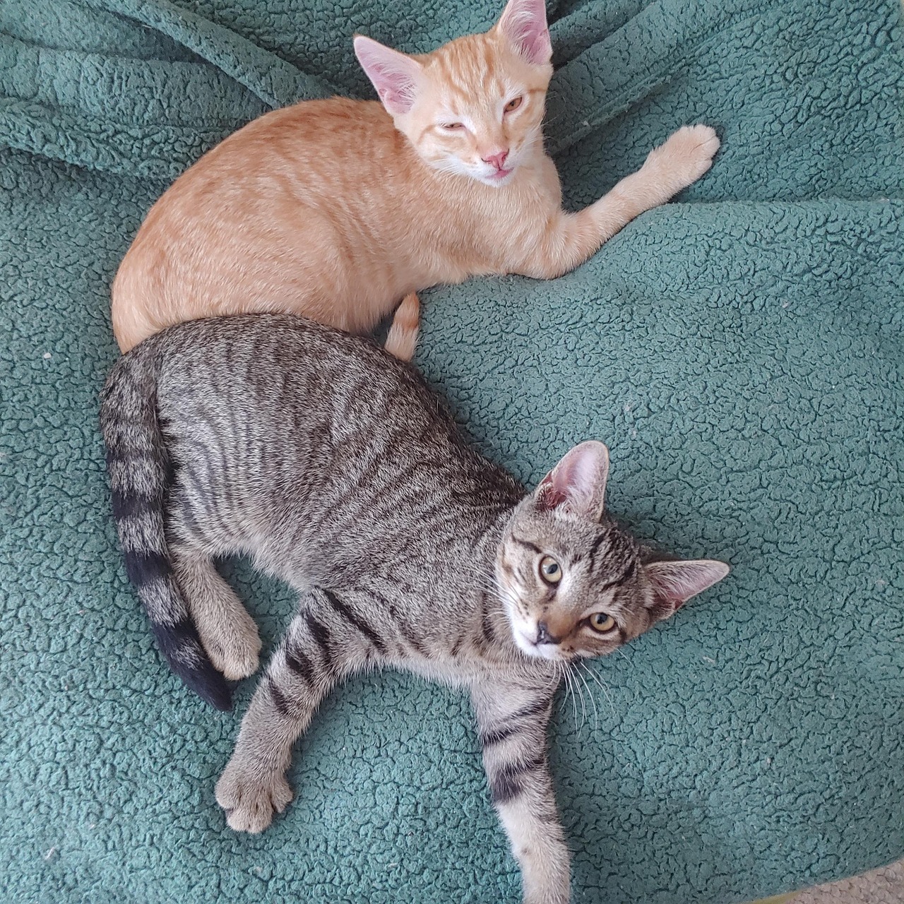 Chatons Félins Animal Chat De - Photo gratuite sur Pixabay - Pixabay