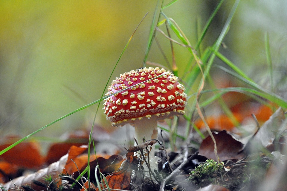 Red Toadstool Mushroom - Free photo on Pixabay
