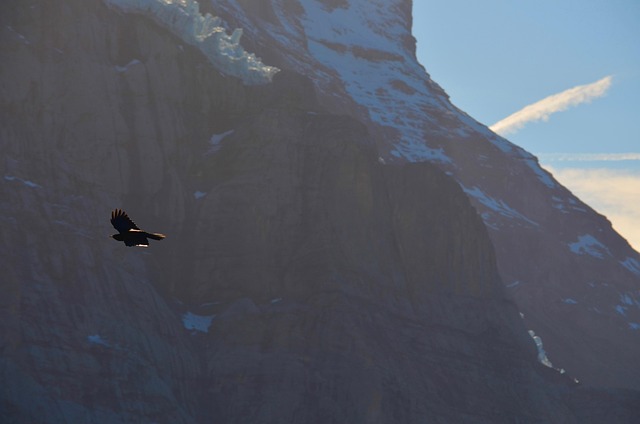 Mountain Nature Bird - Free photo on Pixabay