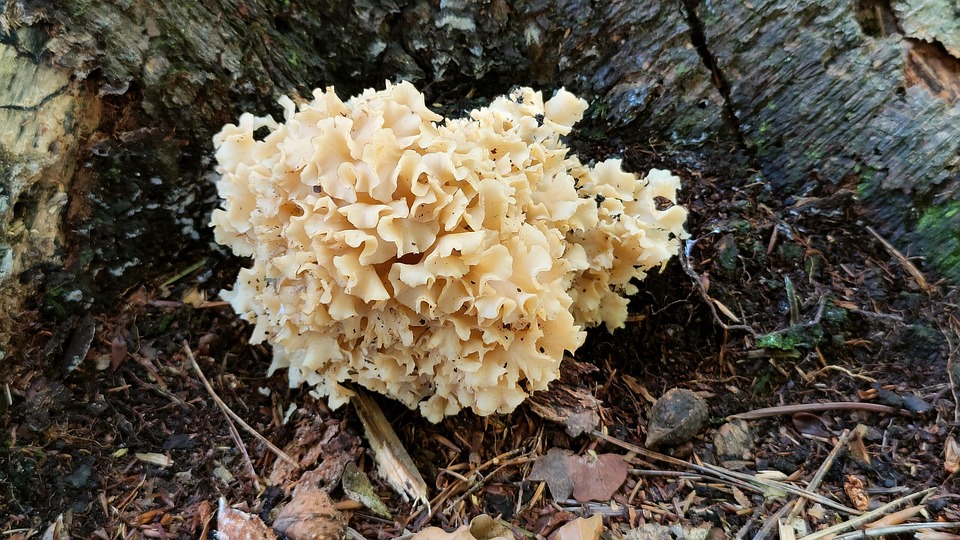Sponge Fungus Forest - Free photo on Pixabay - Pixabay