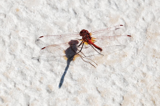 Insect Dragonfly Shadow - Free photo on Pixabay