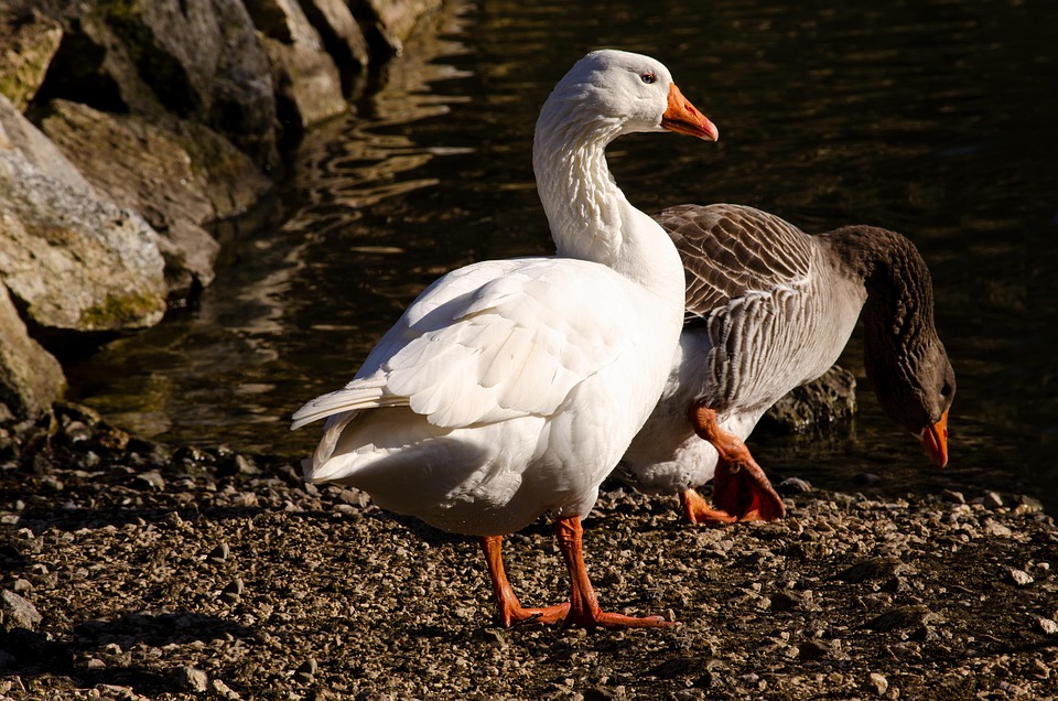 Oies Domestiques Fleuve - Photo gratuite sur Pixabay