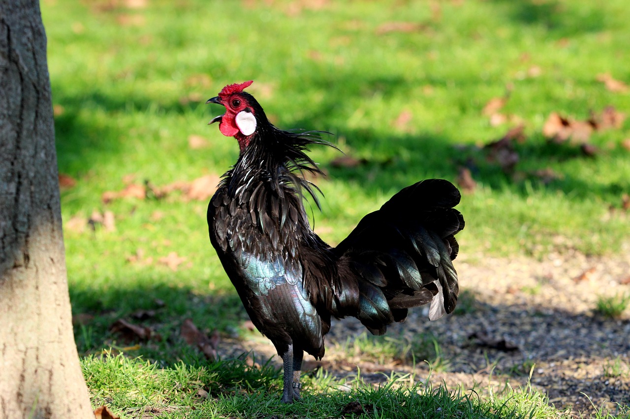 1,000+ Free Rooster & Nature Photos - Pixabay