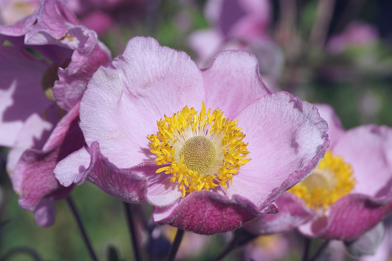 Flower Anemone Pink - Free photo on Pixabay - Pixabay