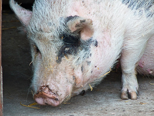 Porco Barrigudo Rosto Olhos - Foto gratuita no Pixabay - Pixabay