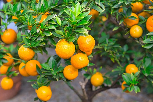 Mandarins Shrub Fruit - Free photo on Pixabay