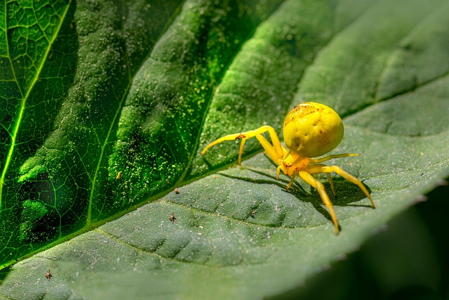 Goldenrod Crab Spider Misumena - Free photo on Pixabay