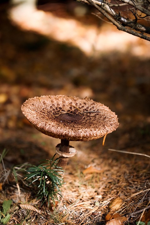 Mushroom Forest Fall - Free photo on Pixabay - Pixabay