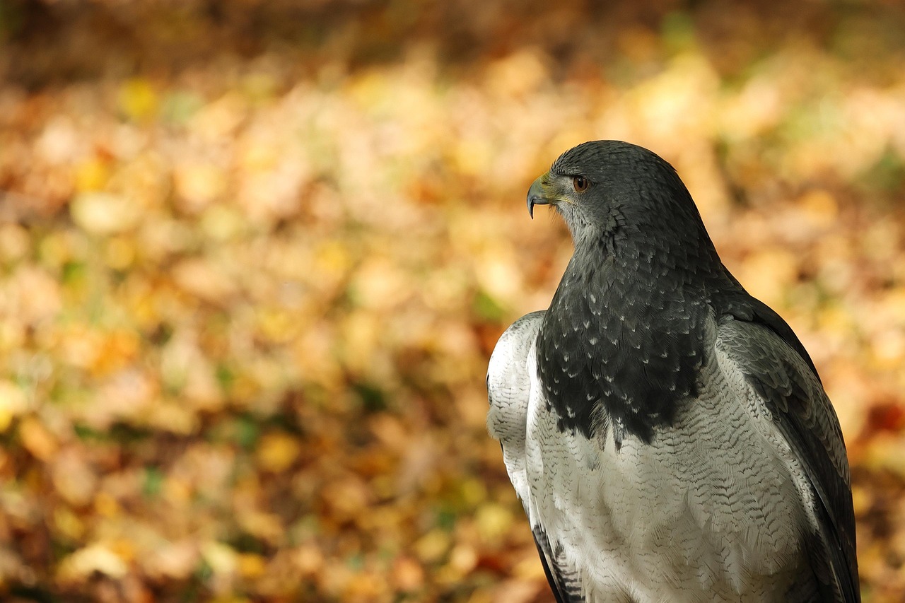 Bird Feathers Animal - Free photo on Pixabay